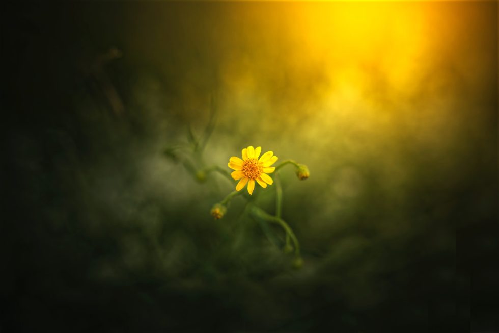 Flower Effect Tutorial with Adobe Illustrator - Blue Sky Graphics